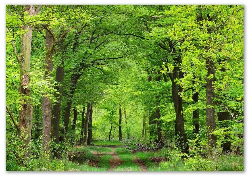 Wallmuralia Foto obraz skleněný svislý Jarní les 100x70 cm