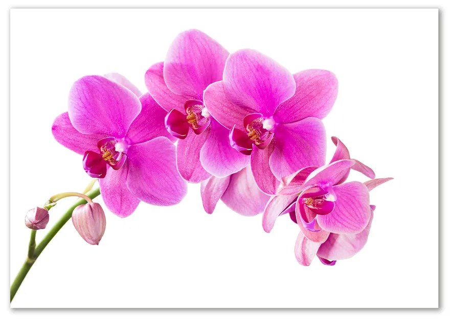 Wallmuralia Fotoobraz na skle Růžová orchidej 100x70 cm
