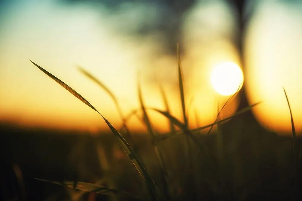 Samolepící fototapeta zapadající slunce v trávě - 225x150 cm