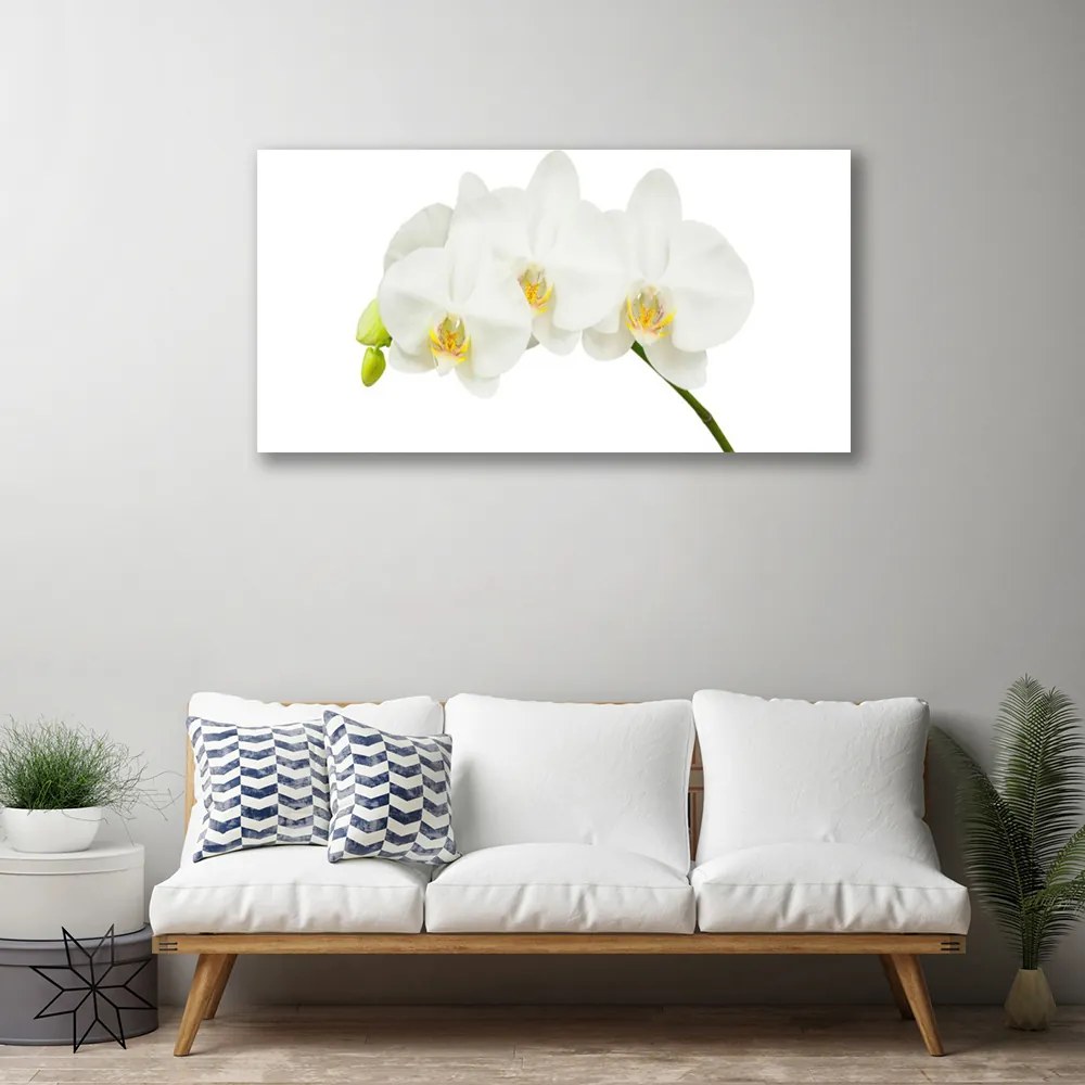 Obraz na plátně Orchidej Výhonky Květiny Příroda 100x50 cm