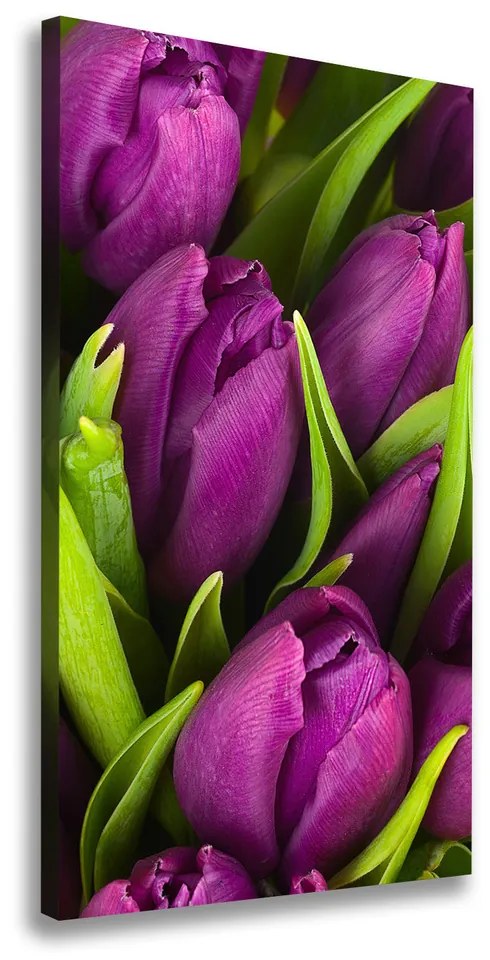 Wallmuralia Foto obraz na plátně Fialové tulipány 70x140 cm