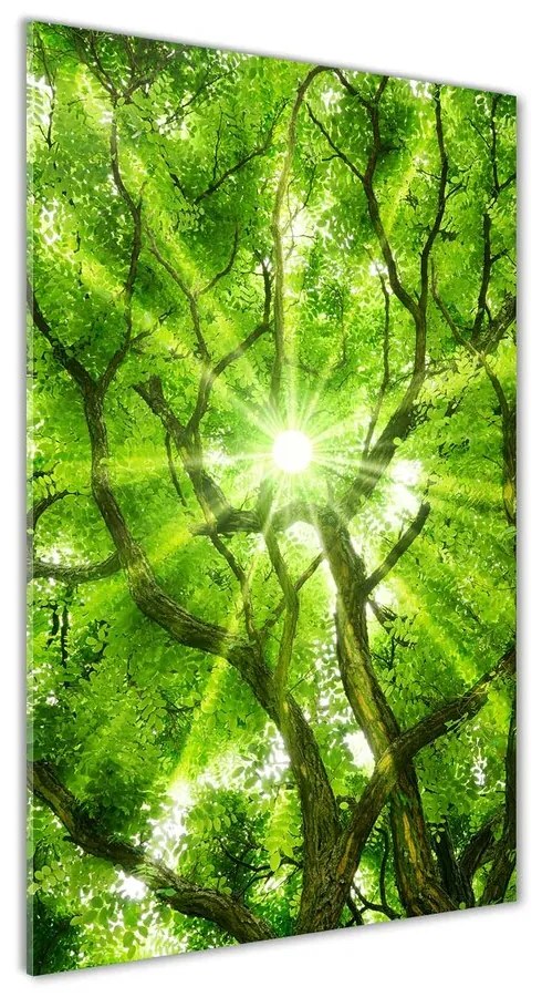 Wallmuralia Moderní akrylový fotoobraz Koruna stromů 60x120 cm