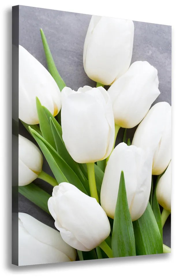 Wallmuralia Foto obraz na plátně Bílé tulipány 70x100 cm
