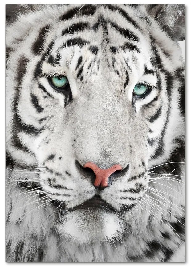 Wallmuralia Foto-obrah sklo tvrzené Bílý tygr 70x100 cm
