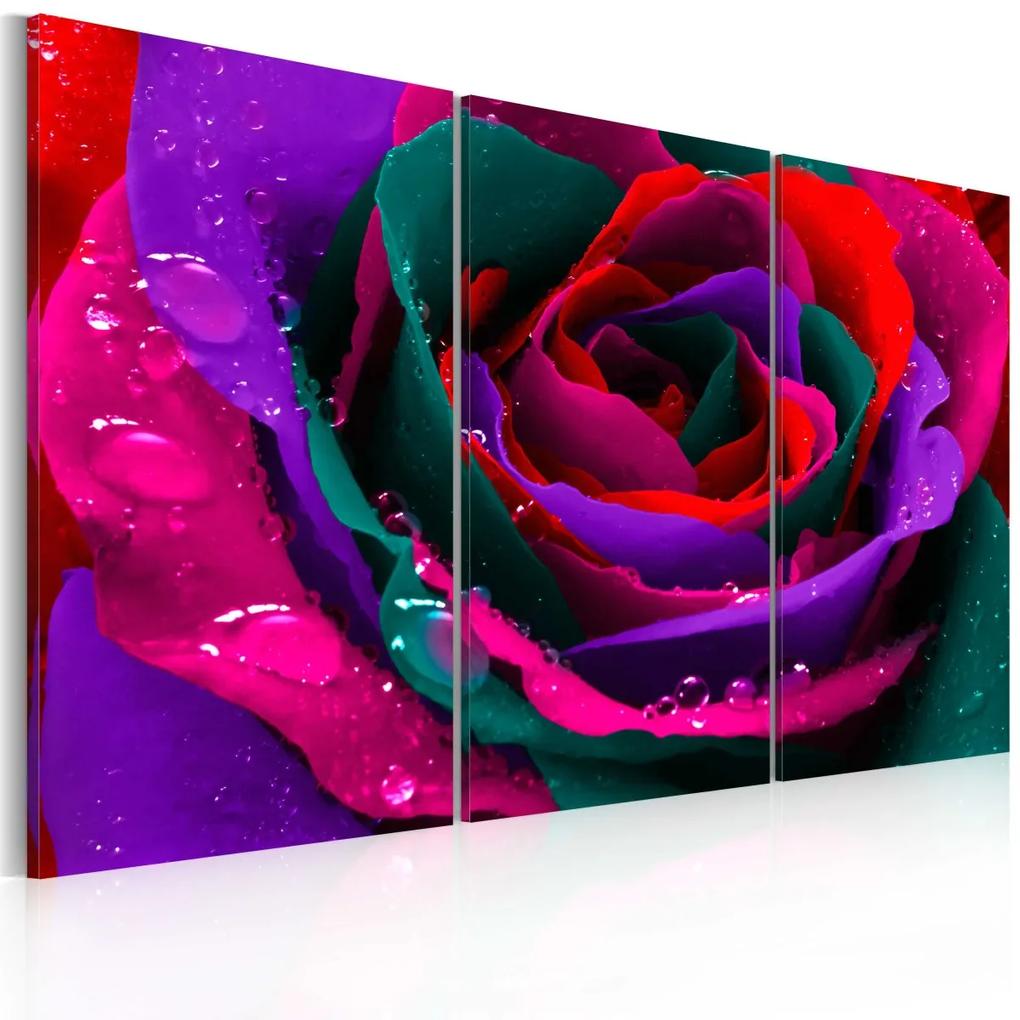 Obraz - Rainbow-hued rose - 60x40