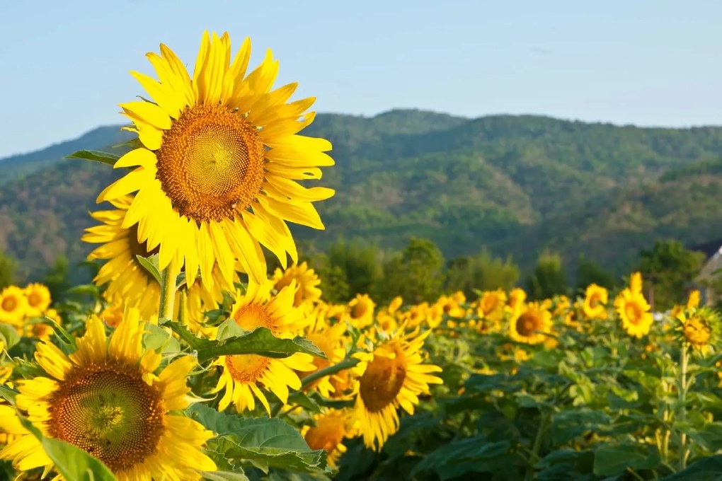 DIMEX | Samolepicí vliesová fototapeta na zeď Kvetoucí slunečnice MA-5-1292 | 375 x 250 cm | zelená, žlutá