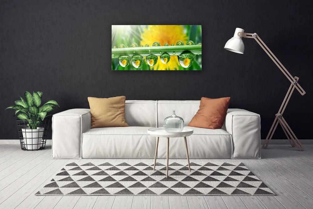 Obraz na plátně Stonek Kapky Rosa Rostlina 140x70 cm