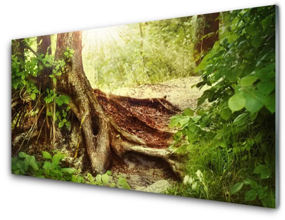 Plexisklo-obraz Strom Kmen Příroda Les 100x50 cm