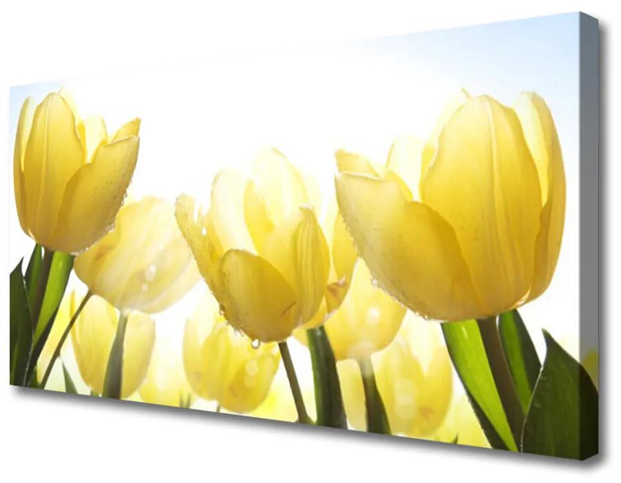 Obraz na plátně Tulipány Květiny Paprsky 100x50 cm