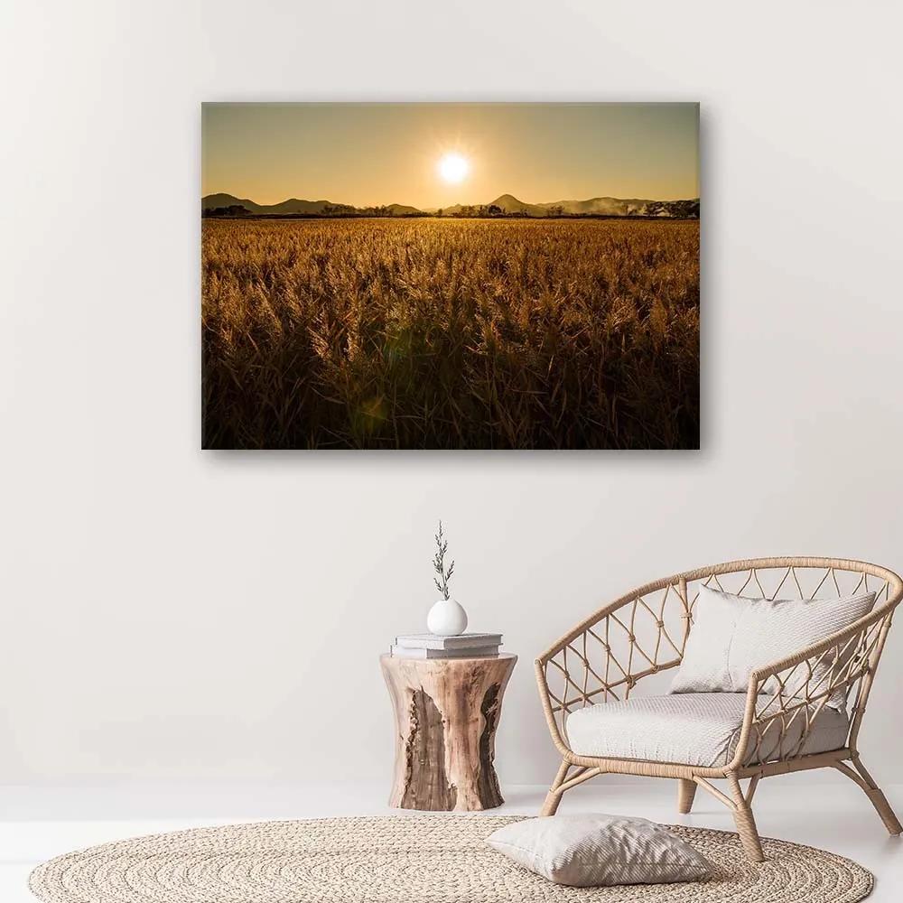 Gario Obraz na plátně Kukuřičné pole Rozměry: 60 x 40 cm