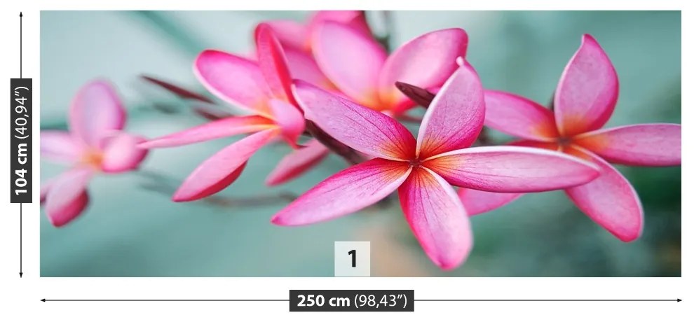 Fototapeta Pink Plumeria 104x70