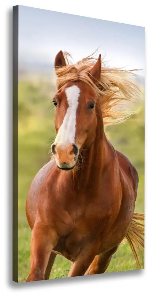 Wallmuralia Vertikální Foto obraz na plátně Kůň v poklusu 50x100