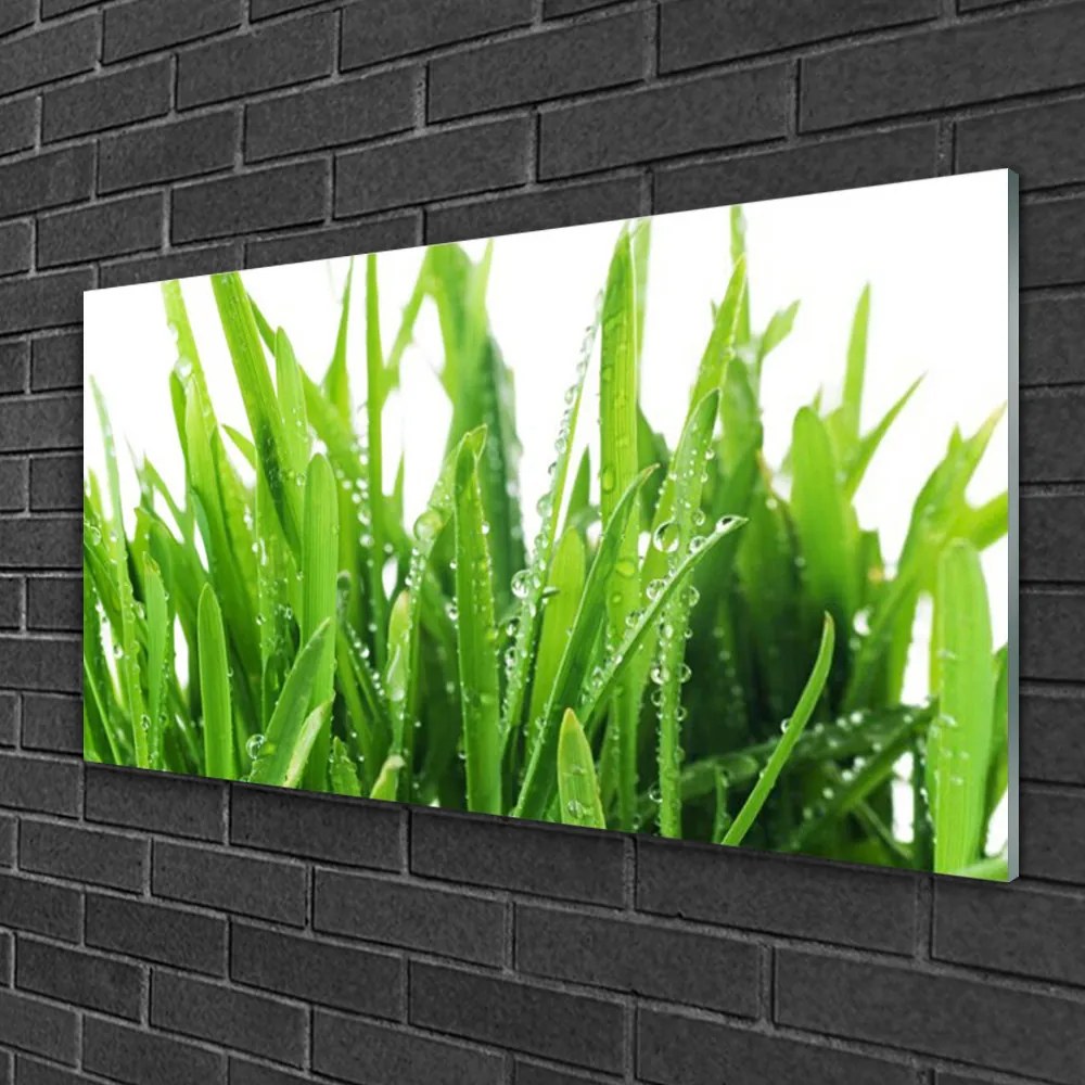 Obraz na skle Tráva Rostlina 120x60 cm