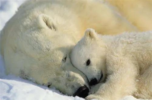 Fototapeta National Geographic Polar Bears, rozměr 184 cm x 127 cm, fototapety Komar 1-605