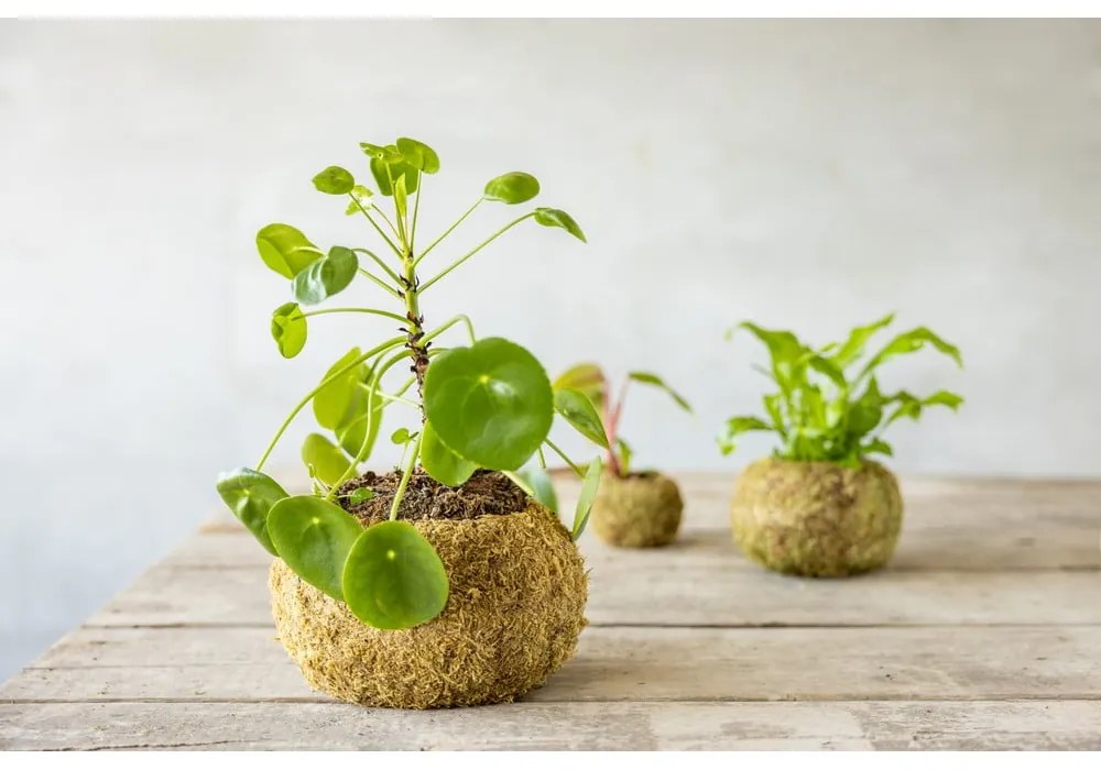 Květináč ø 20 cm Kokedama – Esschert Design