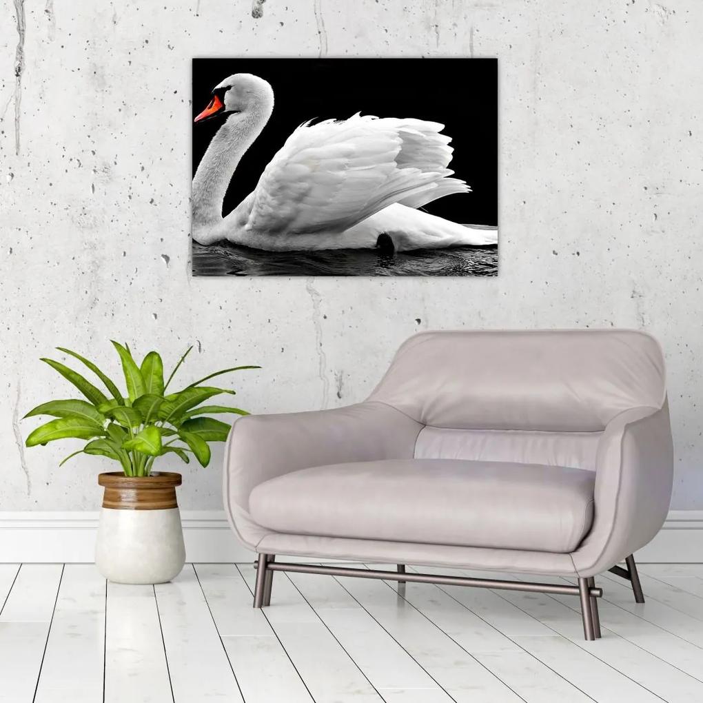 Skleněný obraz černobílé labutě (70x50 cm)