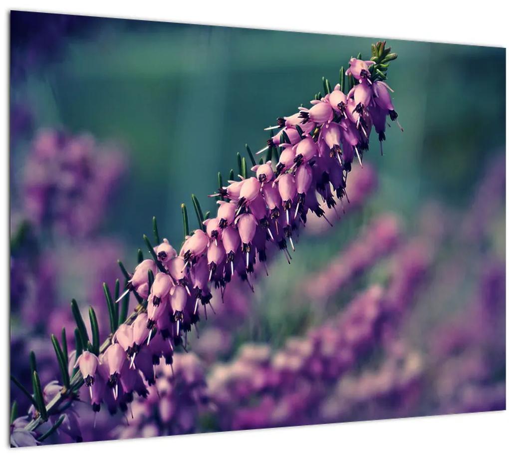 Obraz fialové květiny (70x50 cm)
