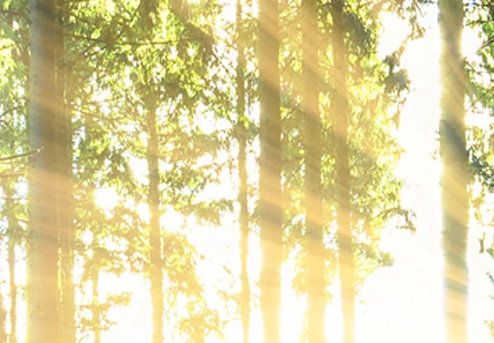 Obraz lesní záře + háčky a hřebíčky ZDARMA Velikost (šířka x výška): 150x60 cm