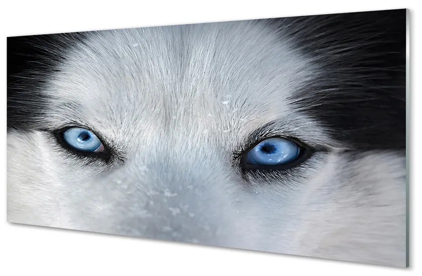 akrylový obraz wolf Eyes 100x50 cm