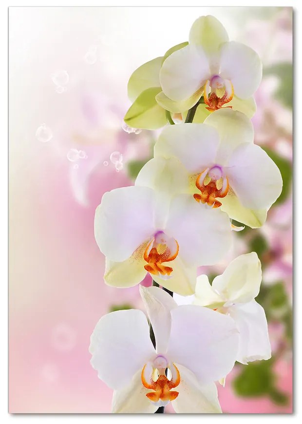 Wallmuralia Foto obraz fotografie na skle Bílá orchidej 70x100 cm