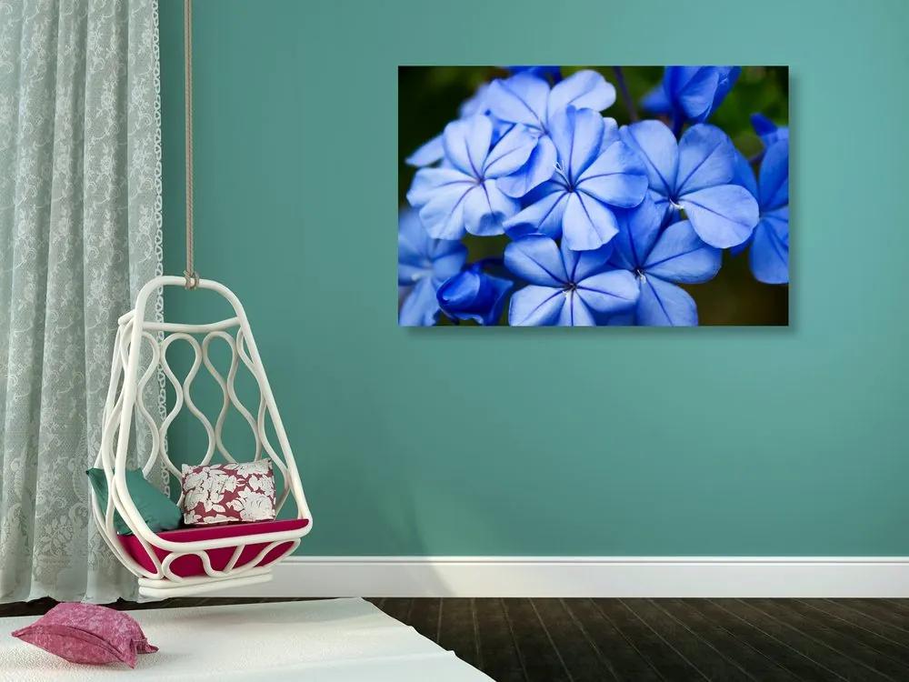Obraz divoké modré květy Varianta: 60x40