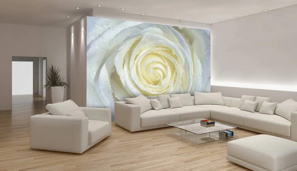 Fototapeta - Bílá růže (254x184 cm)