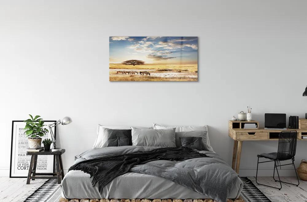 akrylový obraz Zebra mraky strom 100x50 cm