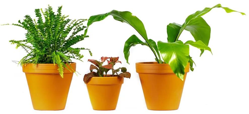 Gardners Set rostlin do terária