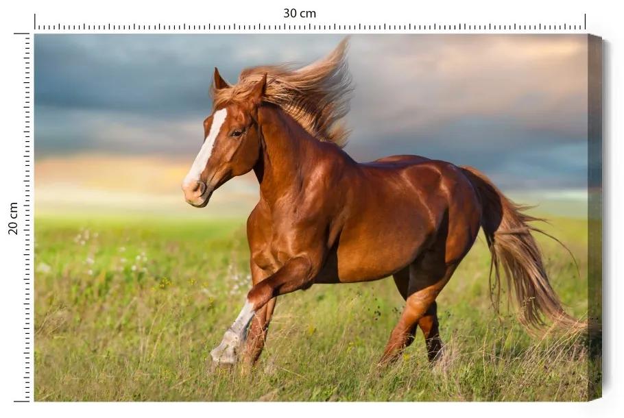 Obraz Cválající Kůň Na Mýtině Nedostatek Nedostatek Plátno Canvas 70x50