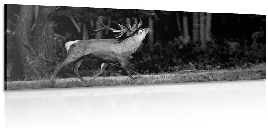 Obraz majestátní jelen v černobílém provedení - 135x45 cm