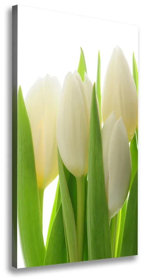Wallmuralia Foto obraz na plátně Bílé tulipány 60x120 cm
