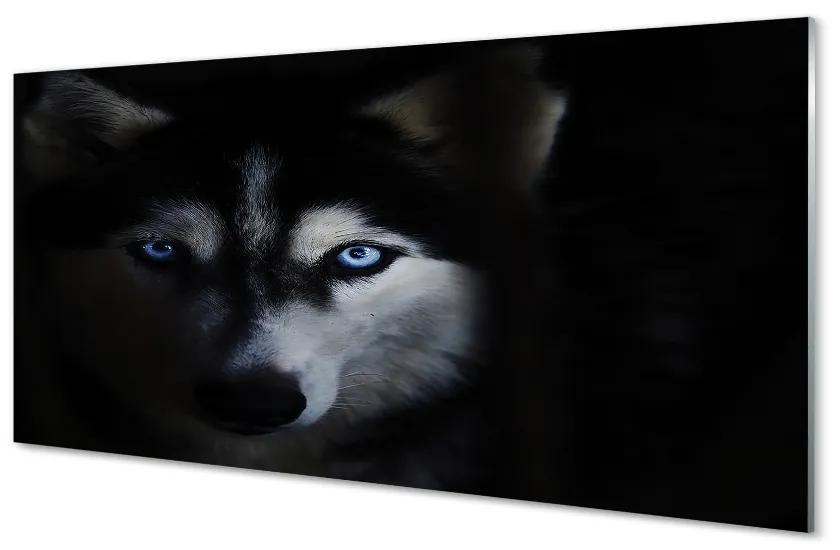 Obraz na skle wolf Eyes 140x70 cm