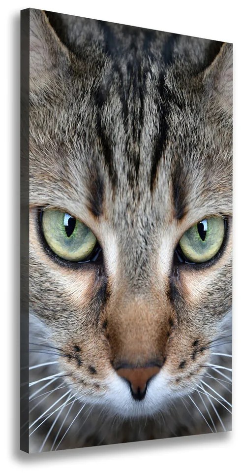 Wallmuralia Foto obraz na plátně do obýváku Oči kočky 50x100 cm