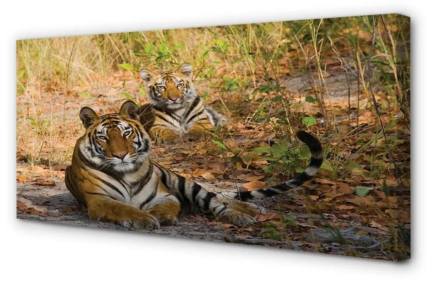 Obrazy na plátně Tigers 120x60 cm