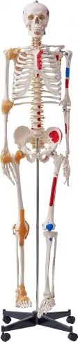 Model lidské kostry pro anatomii, 182 cm životní velikost
