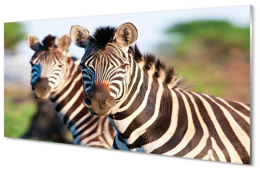 akrylový obraz zebra 100x50 cm