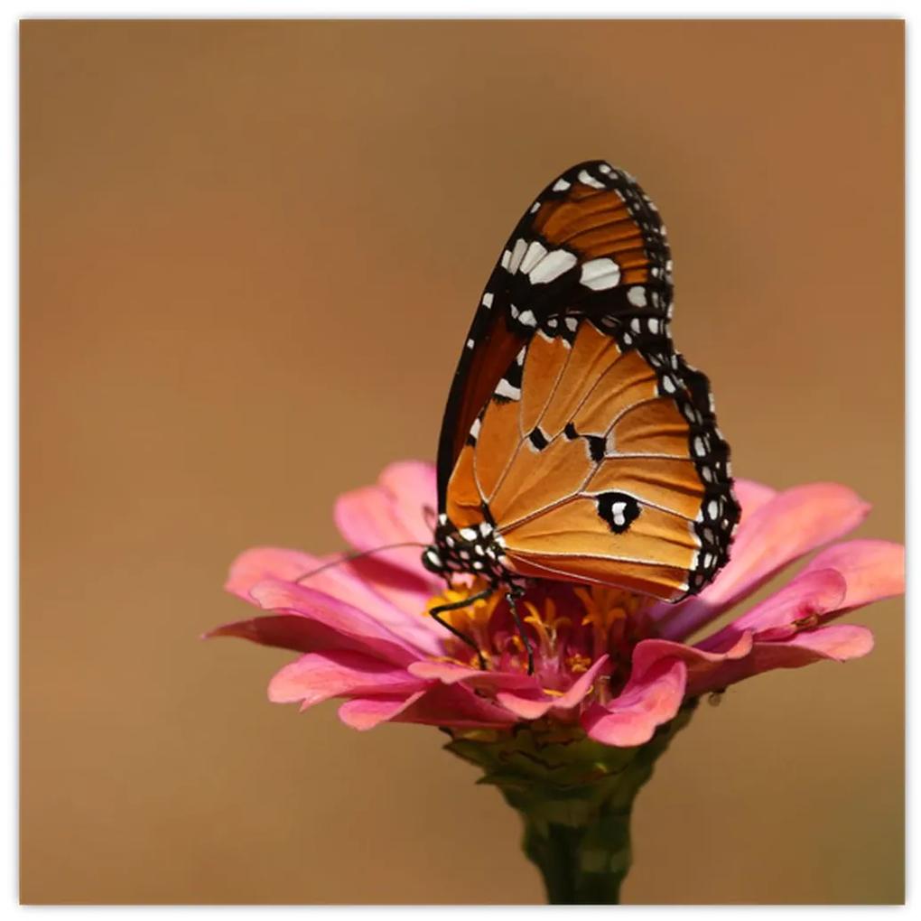 Obraz motýla na květině (30x30 cm)