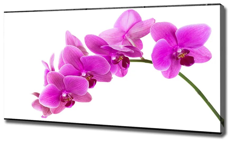 Wallmuralia Foto obraz na plátně Růžová orchidej 120x60 cm