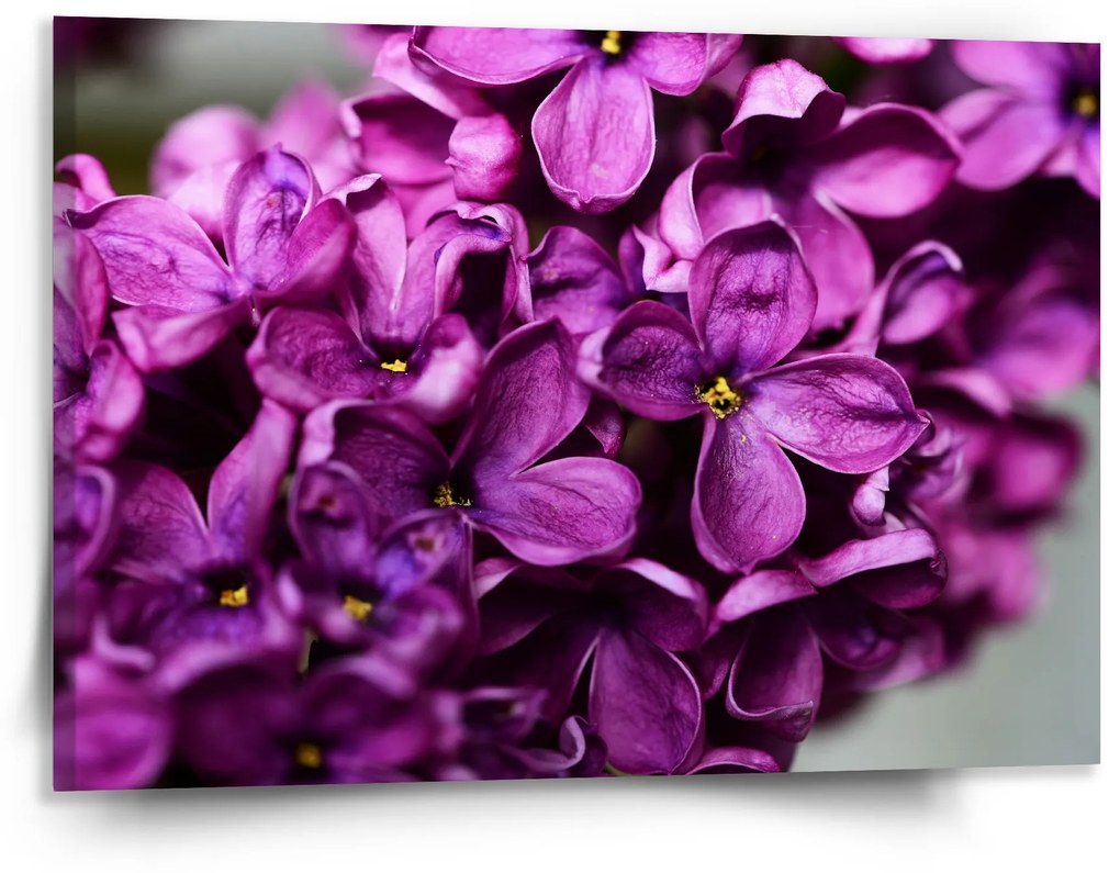 Obraz SABLO - Fialové květy 50x50 cm