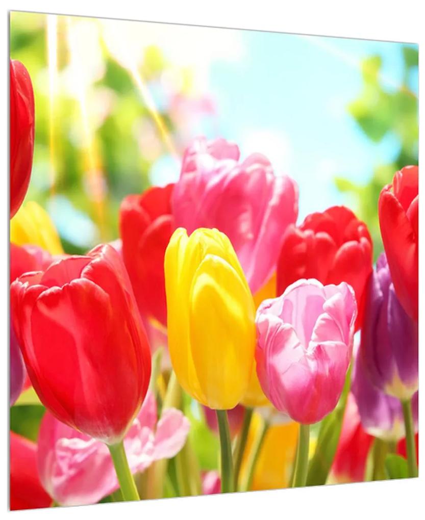 Obraz tulipánů  (50x50 cm)