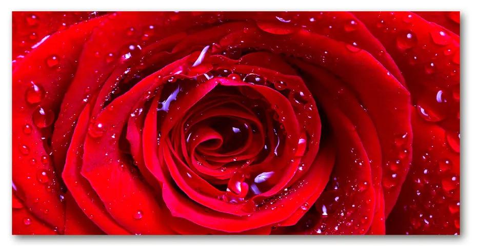 Wallmuralia Moderní akrylový fotoobraz Květ růže 100x50 cm