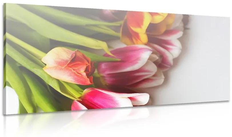 Obraz kytice barevných tulipánů Varianta: 100x50
