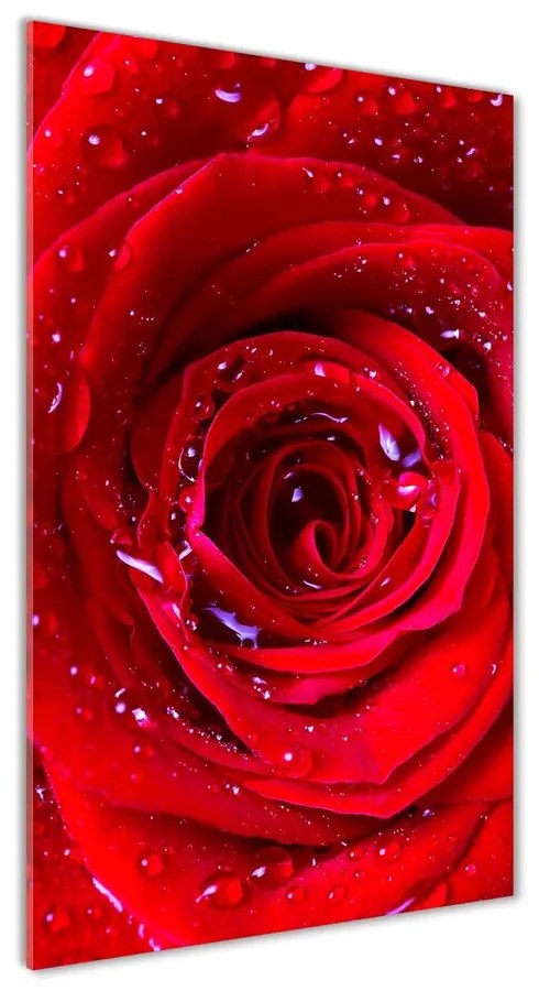 Wallmuralia Foto obraz sklo tvrzené Červená růže 60x120 cm