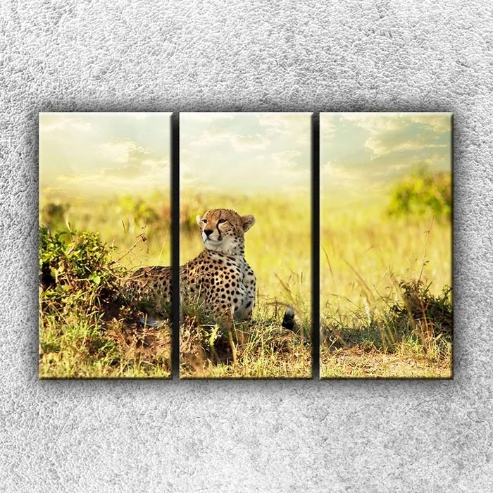 3 dílný obraz na stěnu Gepard v pozoru 3