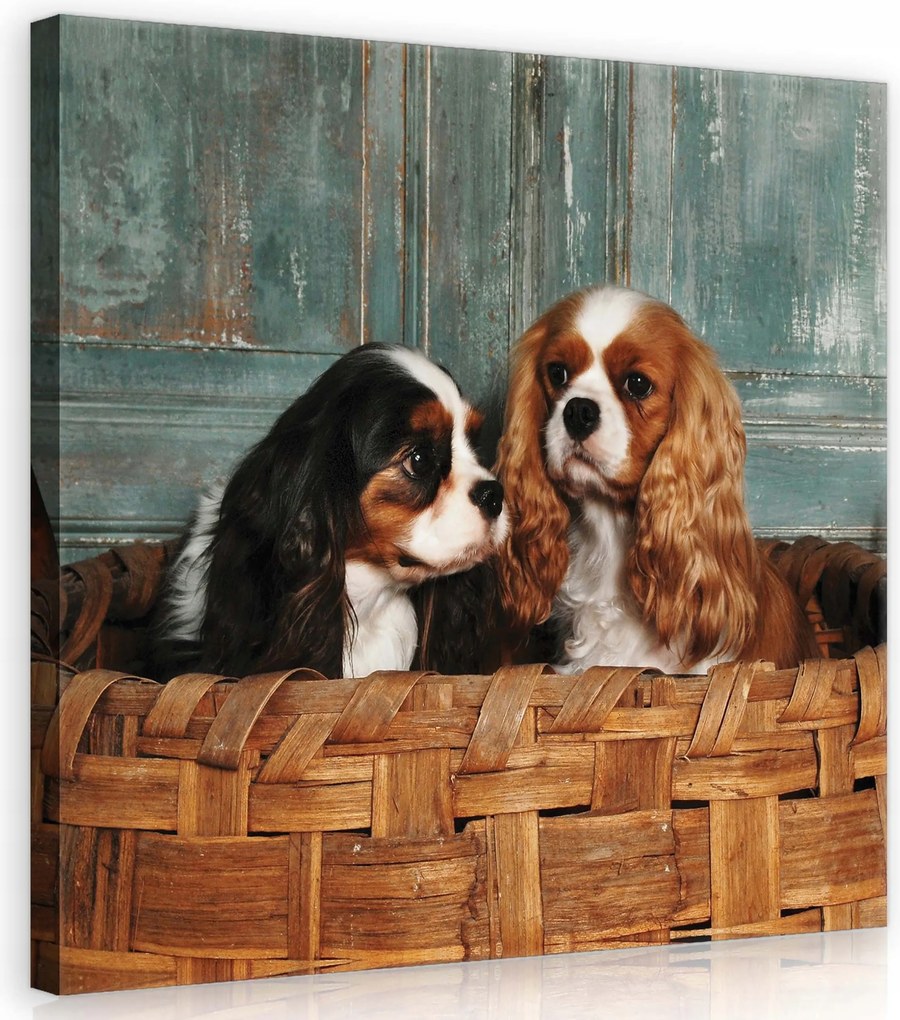 Obraz 80x80 Štěňata Cavalier King Charles Spaniel košík sladký