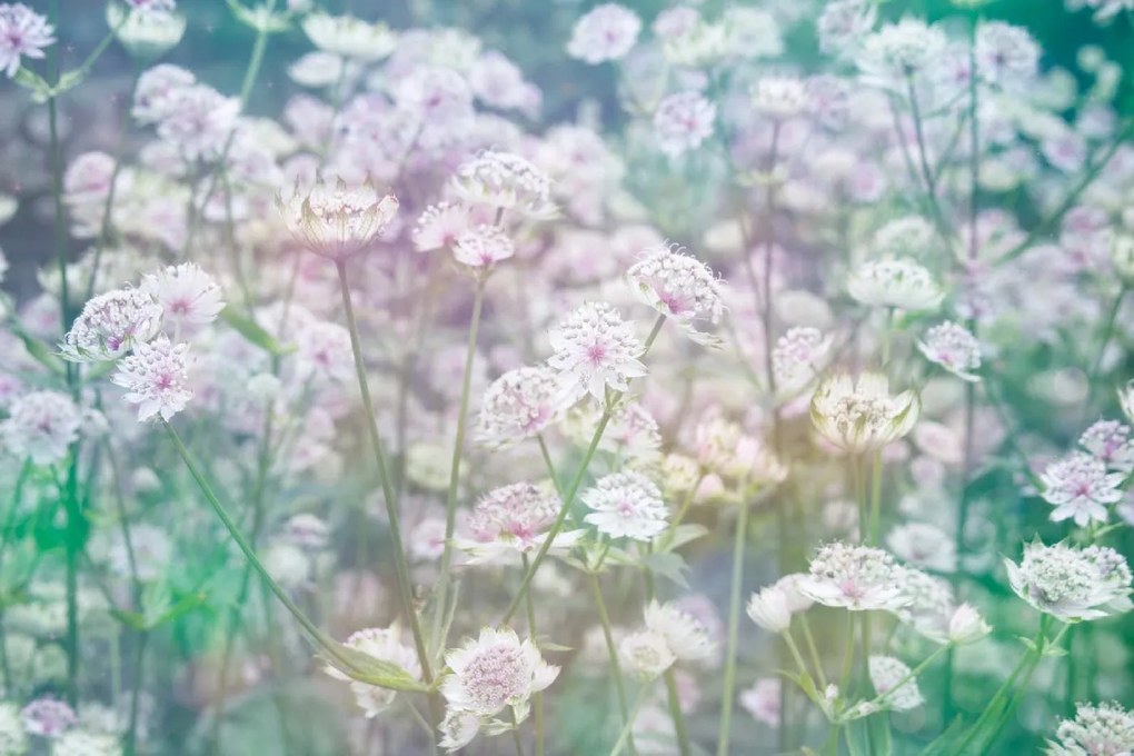 DIMEX | Samolepicí vliesová fototapeta na zeď Louka květin MA-5-1323 | 375 x 250 cm | zelená, bílá, růžová