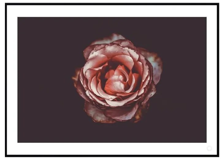 Obraz - PINK ROSE, 500x700 mm