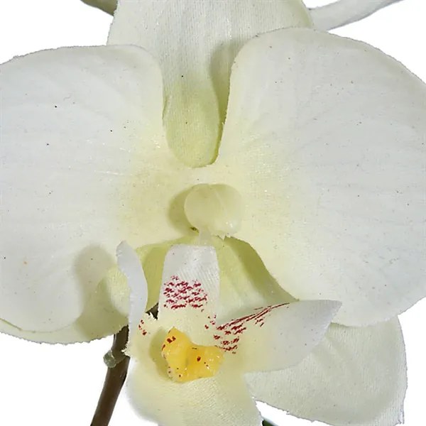 Orchidej krémová Gasper