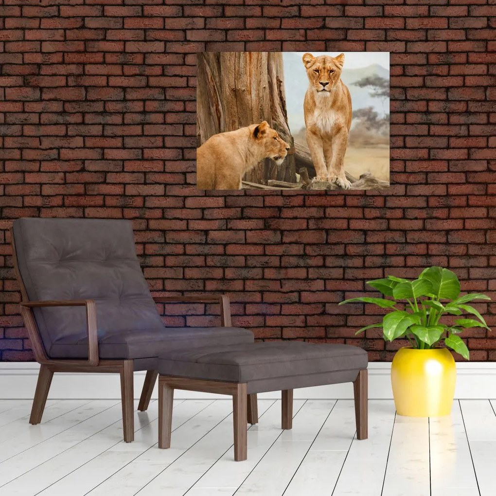 Skleněný obraz - dvě lvice (70x50 cm)