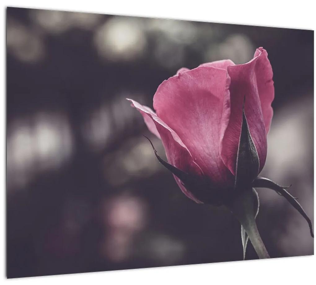 Obraz - Detail květu růže (70x50 cm)